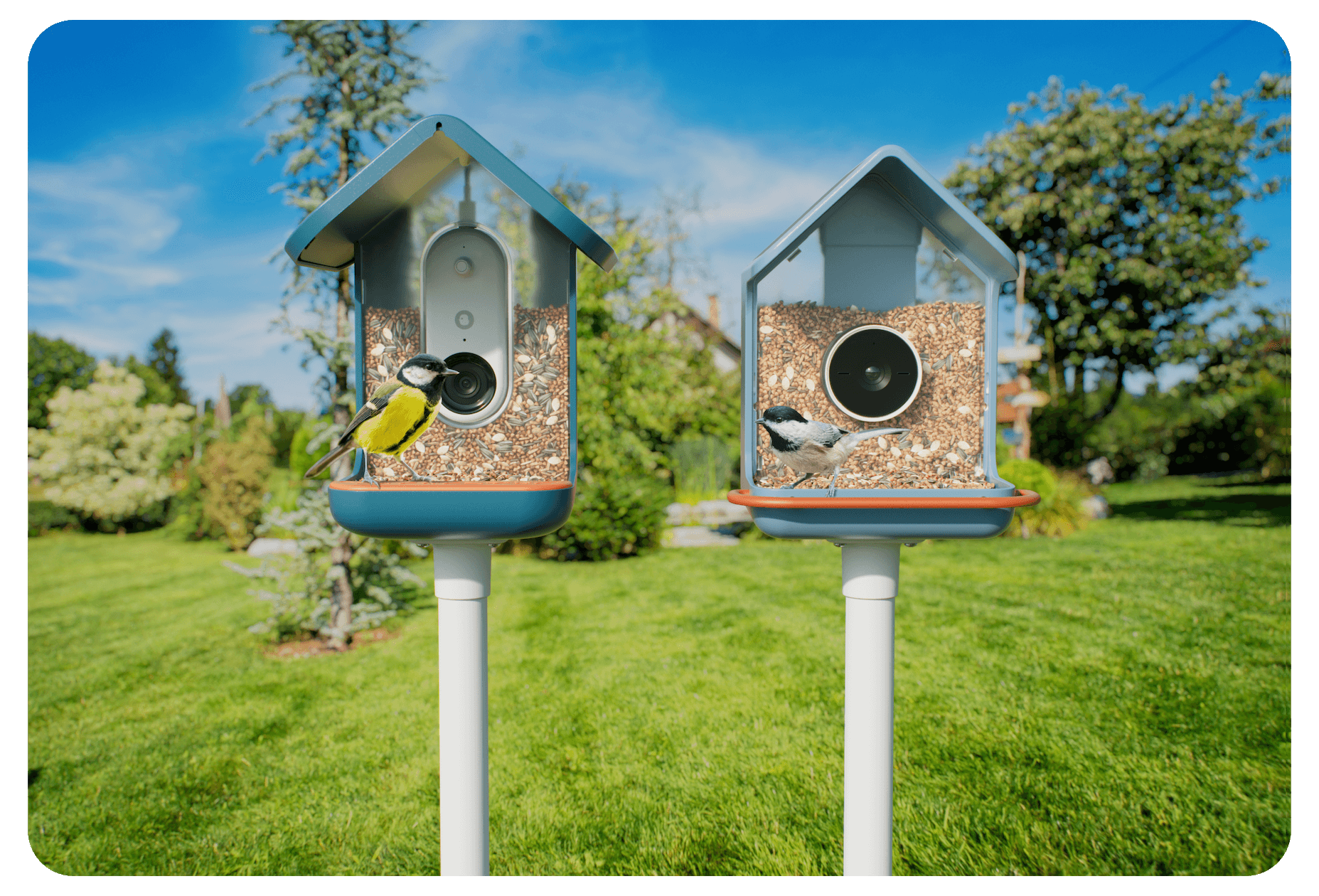 Birdbuddy Pro vs. Birdbuddy 2: Feature and Specs Comparison – Birdbuddy