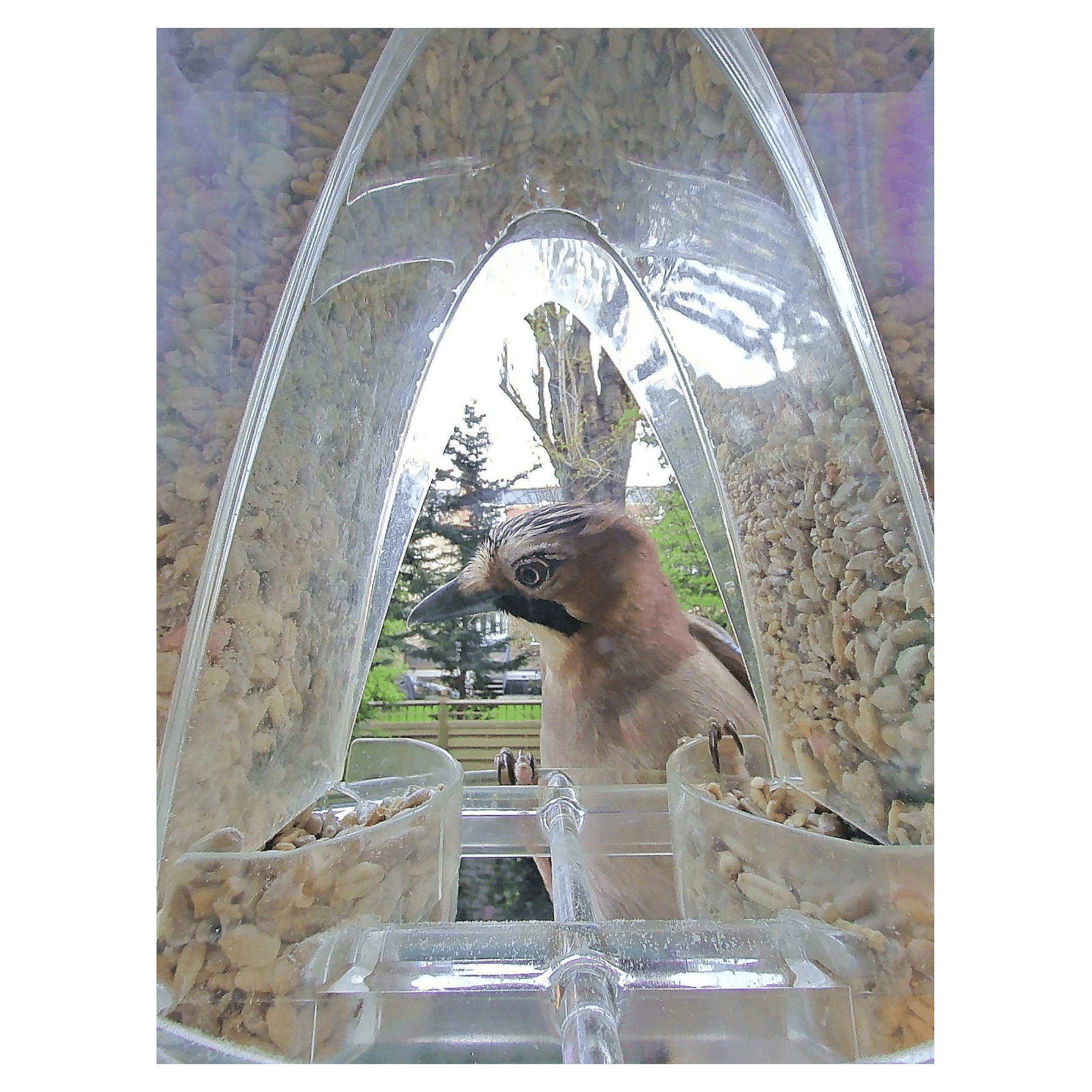 AI Recognition: Feeder Placement Tips and Best Practices – Birdbuddy